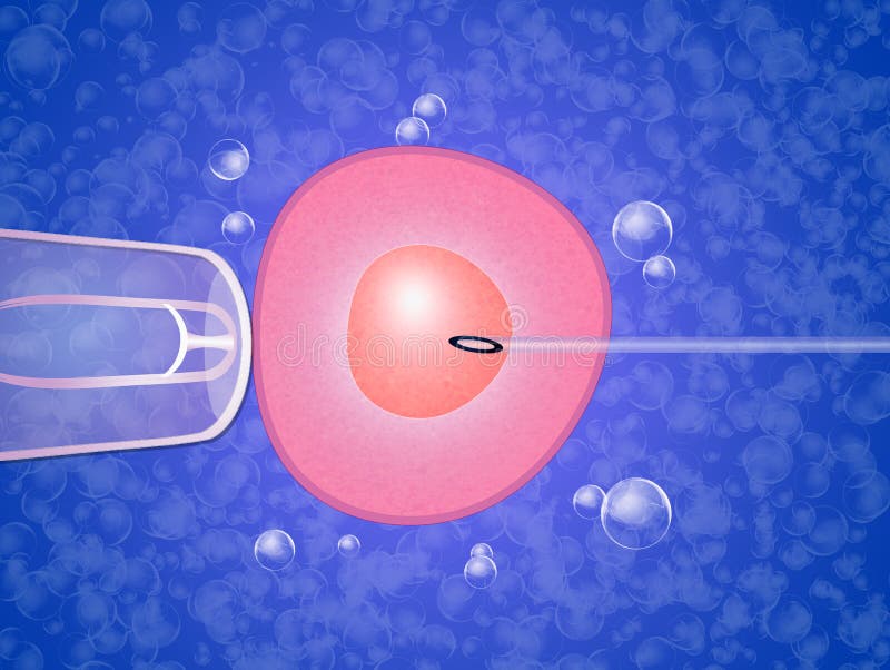 Assisted reproduction stock illustration. Illustration of ovulation ...