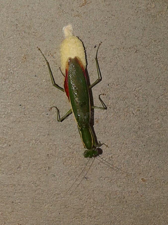 Insect Reproduction stock photo. Image of montreal, love - 5618088