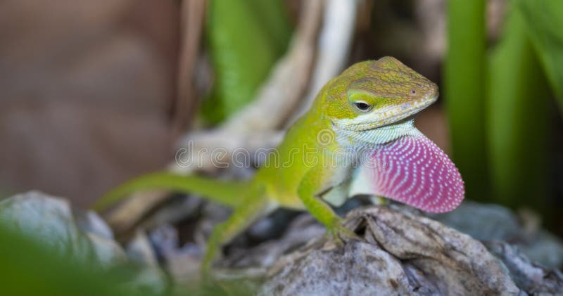 247 Tan Gecko Stock Photos - Free & Royalty-Free Stock Photos from ...
