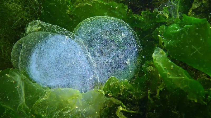 Reproduction of Sea Worms, Polychaetes. Eggs of Polychaetes in the ...