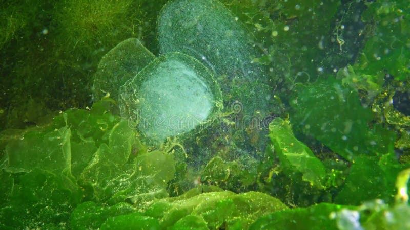 Reproduction of Sea Worms, Polychaetes. Eggs of Polychaetes in the ...