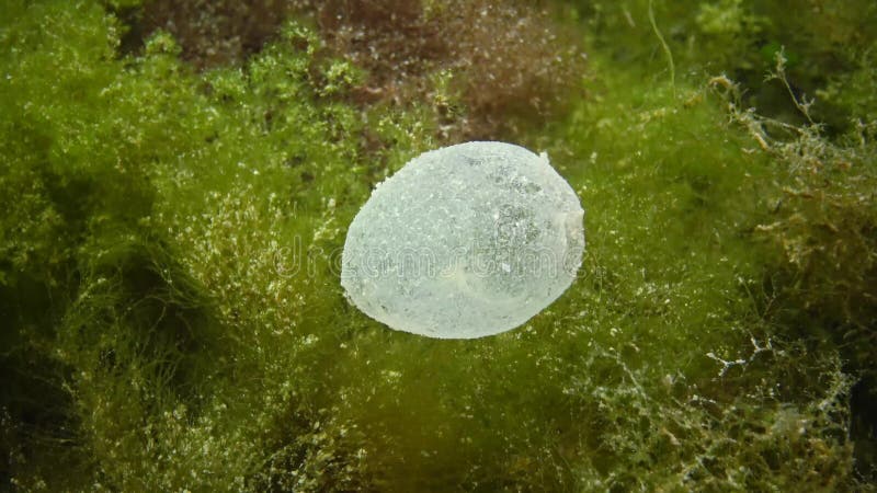 Reproduction of Sea Worms, Polychaetes. Eggs of Polychaetes in the ...