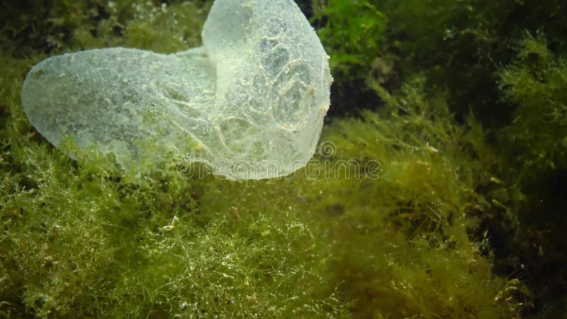 Reproduction of Sea Worms, Polychaetes. Eggs of Polychaetes in the ...