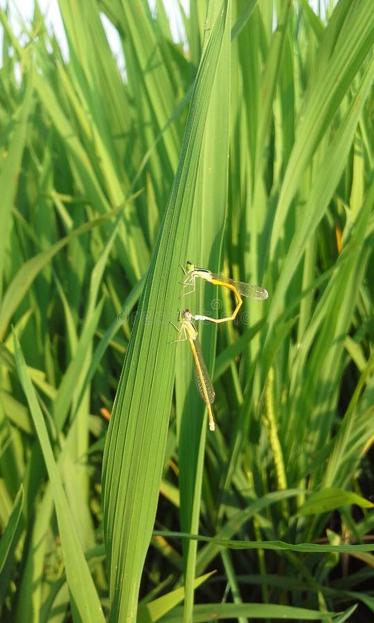 Reproduction Time of Dragon Fly Stock Photo - Image of reproduction ...