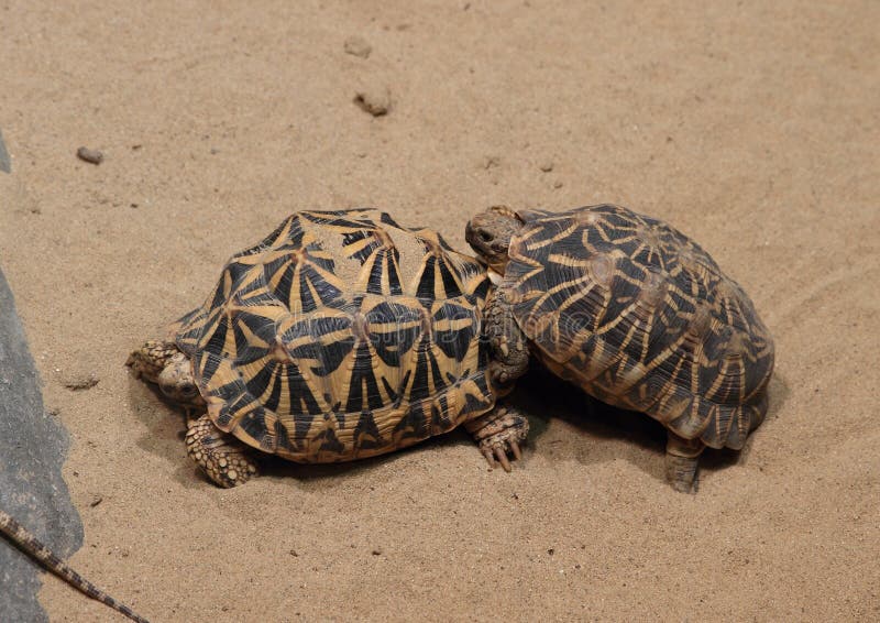 Reproduction of tortoises stock photo. Image of intercourse - 59931790