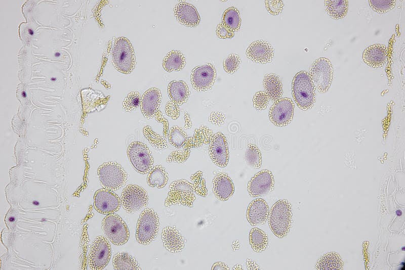 Reproductive Cells of Flowering Plants Under Microscopic. Stock Image ...