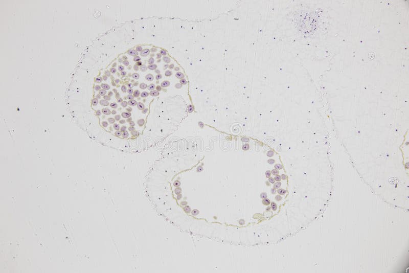 Reproductive Cells Of Flowering Plants Under Microscopic Stock Image Image Of Closeup Pistil