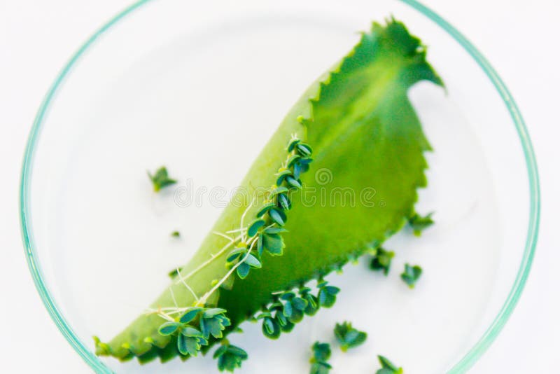 Reproductive Leaf Plants Growing on a Leaf . Stock Photo - Image of ...