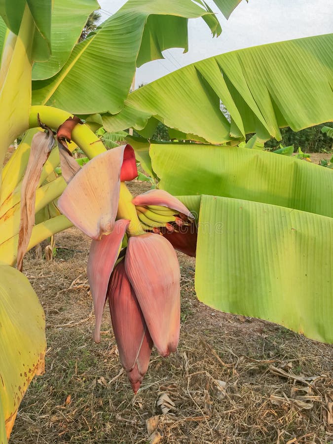 The Reproductive Organ of Banana Tree among the Dry Grass Field Stock ...