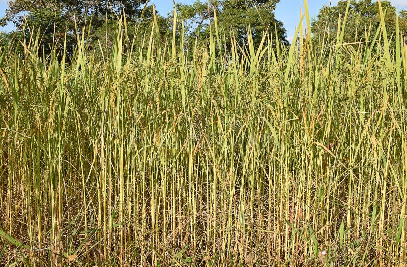 Reproductive Stage of Green Paddy Rice. Stock Photo - Image of trees ...