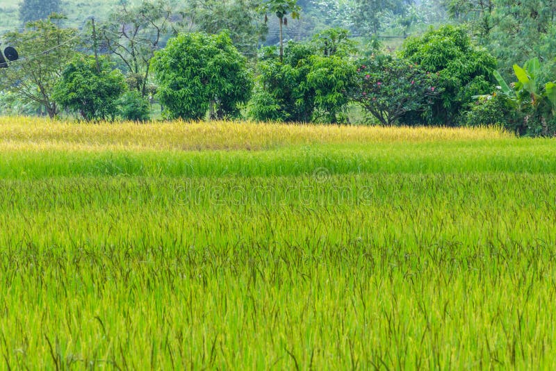 Reproductive Stage of Green Paddy Rice. Stock Photo - Image of trees ...