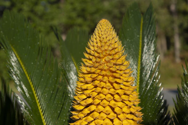 Cycad Reproductive Parts, Female Cone and Seeds. Sago Palm Tree Fruit ...