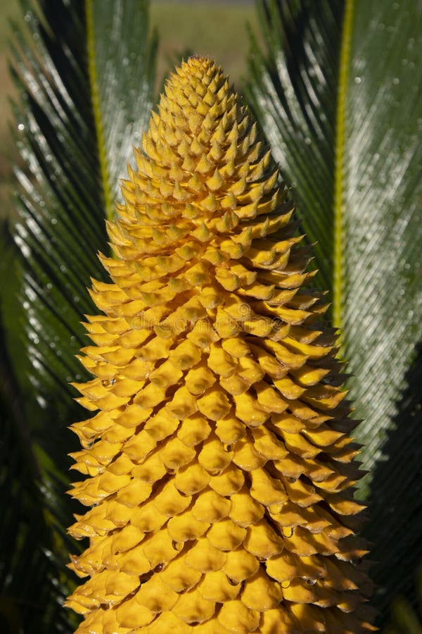 Cycad Reproductive Parts, Female Cone and Seeds. Sago Palm Tree Fruit ...