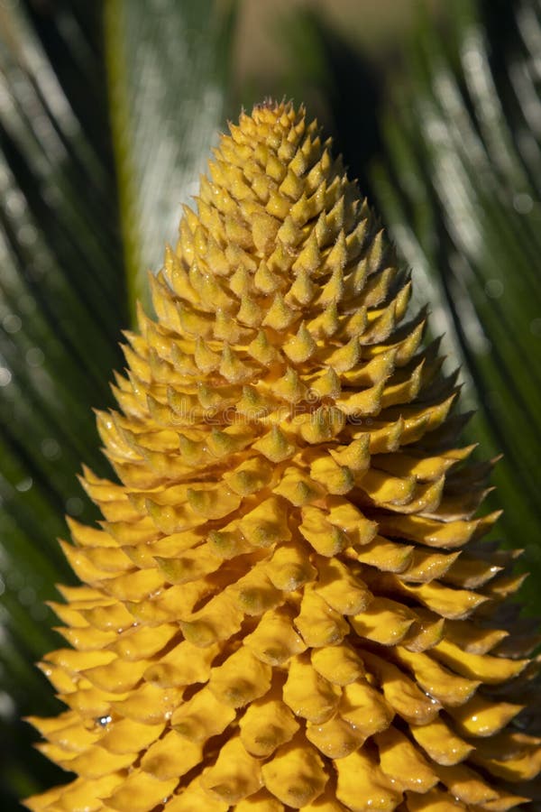 Cycad Reproductive Parts, Female Cone and Seeds. Sago Palm Tree Fruit ...