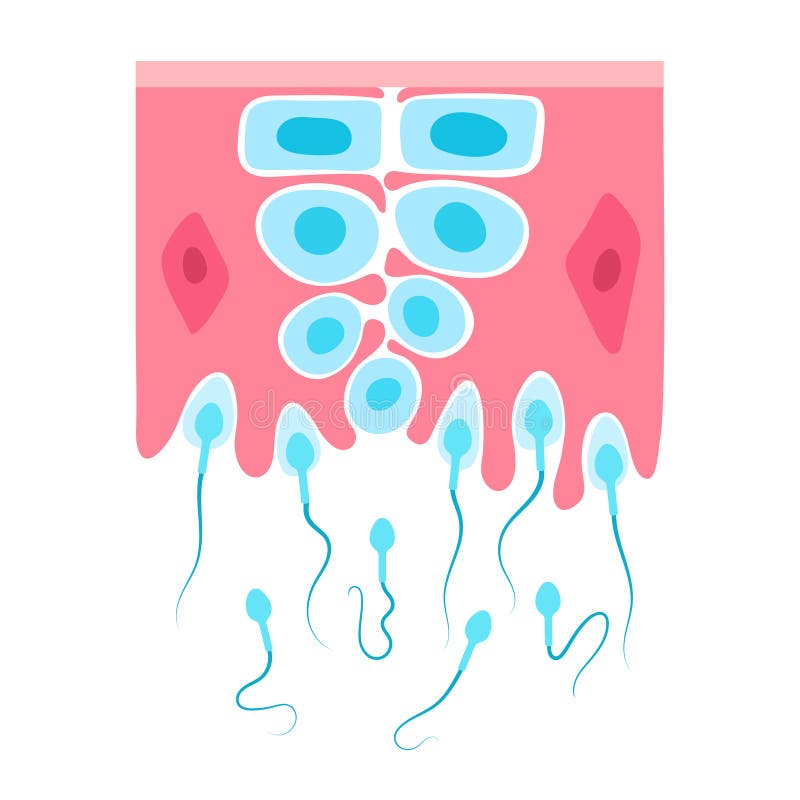 Simple Male Reproductive System Diagram Stock Illustrations – 30 Simple ...