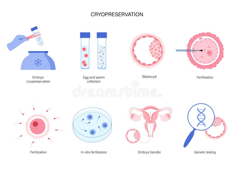 Reproductive System Concept Stock Vector - Illustration of development ...