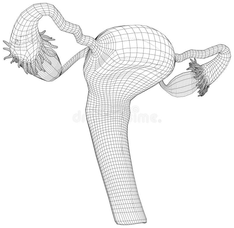 Reproductive System Scheme on a White Background. Technical Outline ...