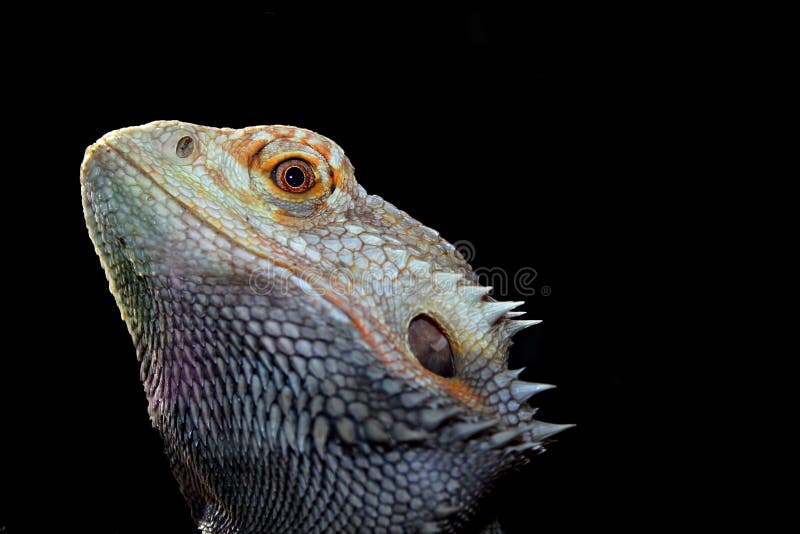 Reptiel stock foto. Image of baard, dier, reptiel, borstelig - 10951380