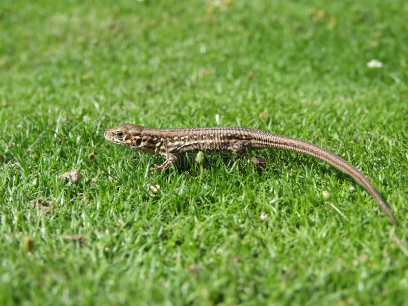 Reptiel hagedis stock foto. Image of biologie, dier, gras - 11685772