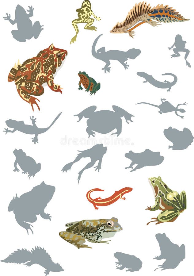 Reptiles and Amphibians Set Stock Vector - Illustration of background ...