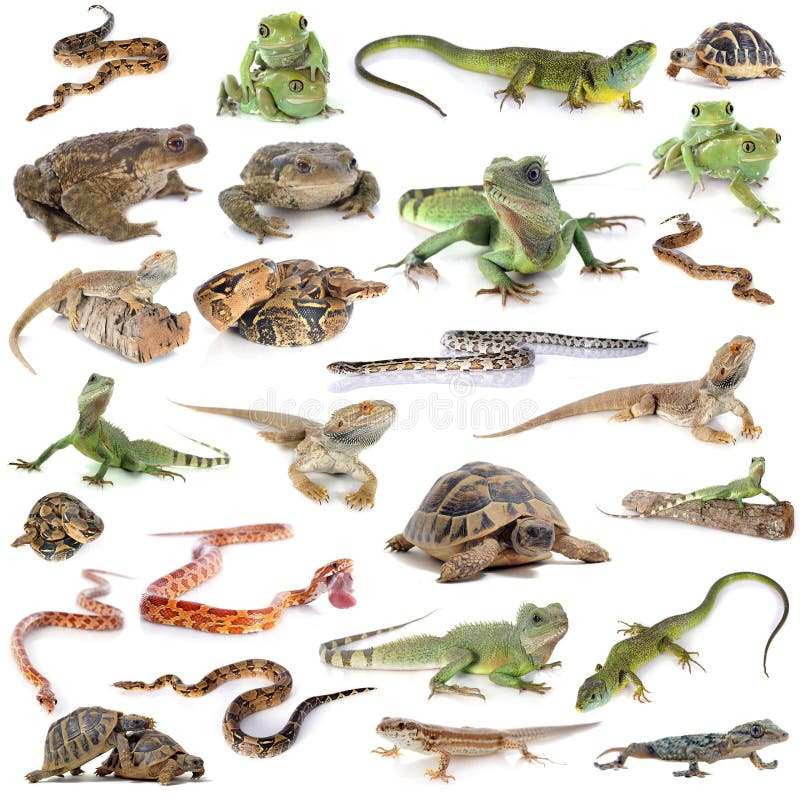 Reptile eyes collage stock photo. Image of reptiles, optics - 41507154