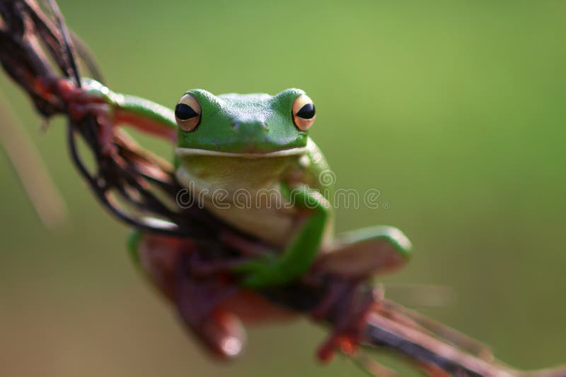 Reptile, Animals, Chameleon, Frog, Tree Frog, Dumpy Frog, Stock Photo ...
