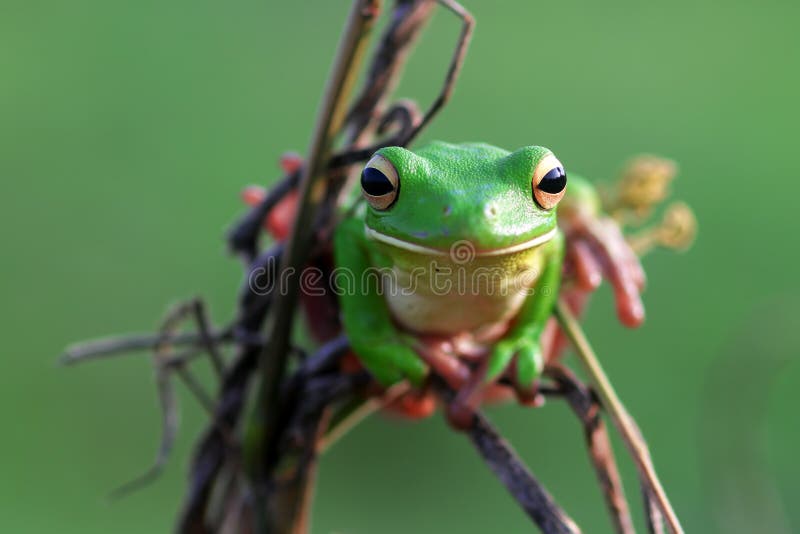Reptile, Animals, Chameleon, Frog, Tree Frog, Dumpy Frog, Stock Photo ...