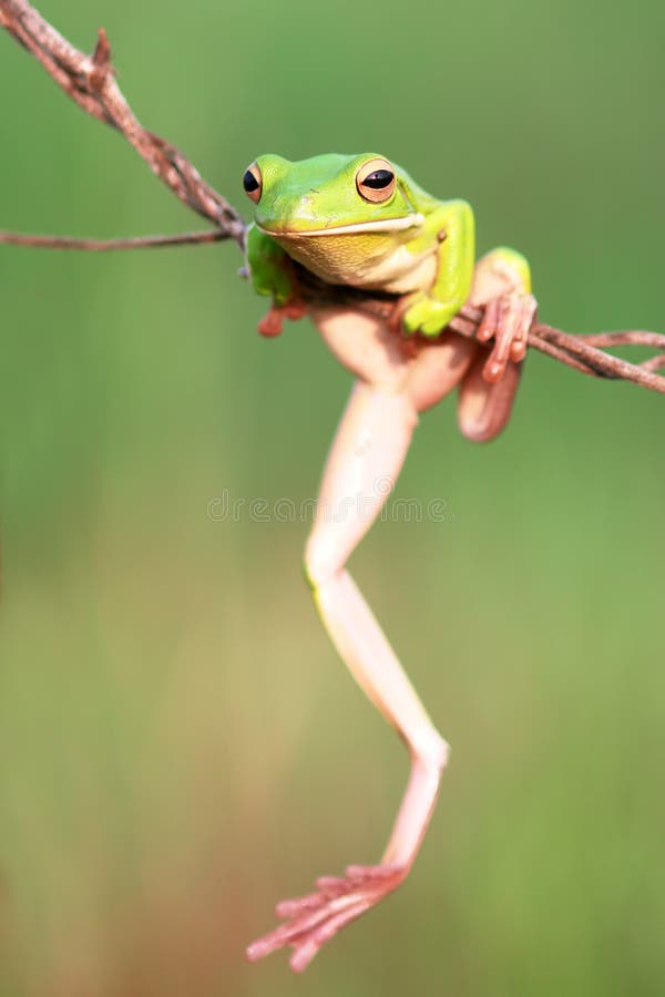 Reptile, Animals, Chameleon, Frog, Tree Frog, Dumpy Frog, Stock Photo ...