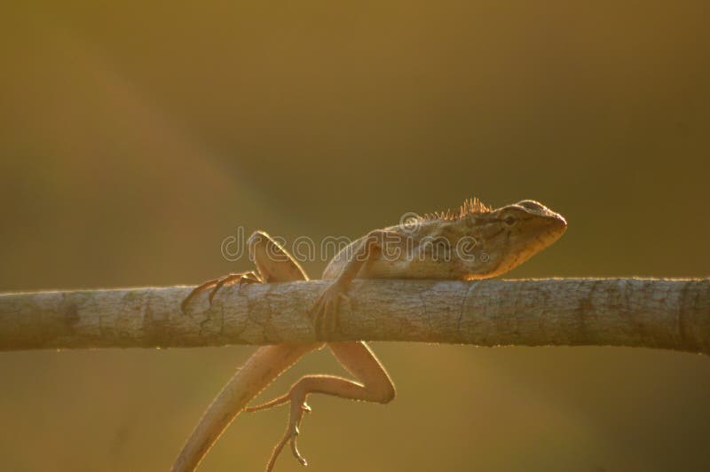 Reptile in the branch stock image. Image of yellow, wood - 239251531