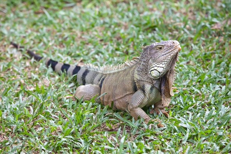 Reptile Close Up on a Green Grass Stock Photo - Image of branch, tongue ...