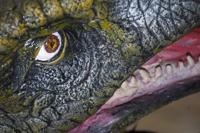 Reptile, Close Up, Turtle, Organism Picture. Image: 119766737