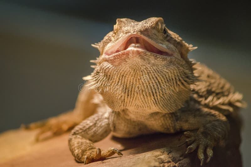 Reptile closeup portrait stock photo. Image of species - 83740310