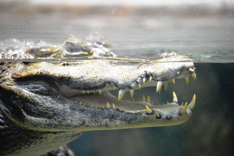 Reptile crocodile stock image. Image of teeth, outdoors - 264607099