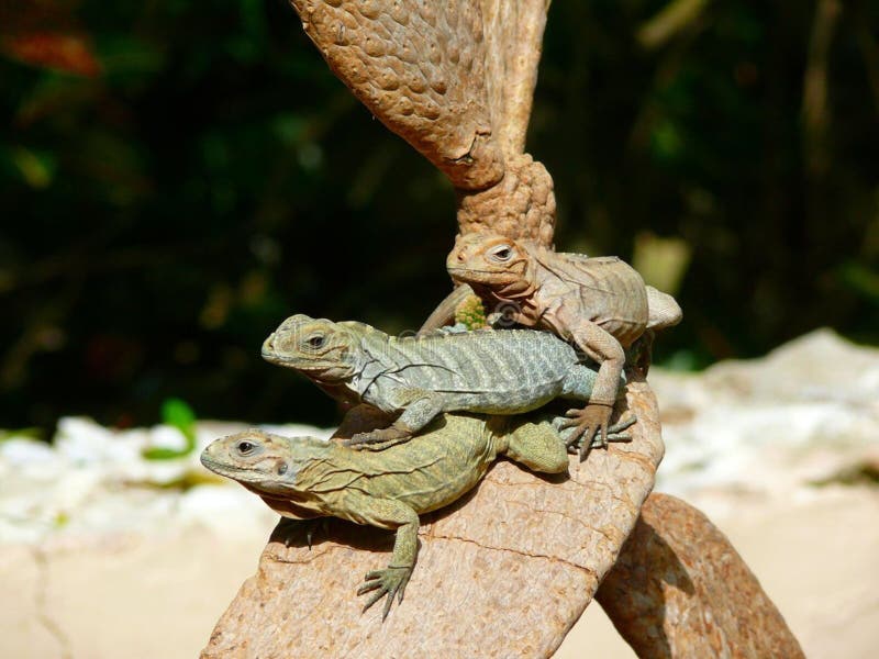 Reptile, Fauna, Lizard, Scaled Reptile Picture. Image: 95905953
