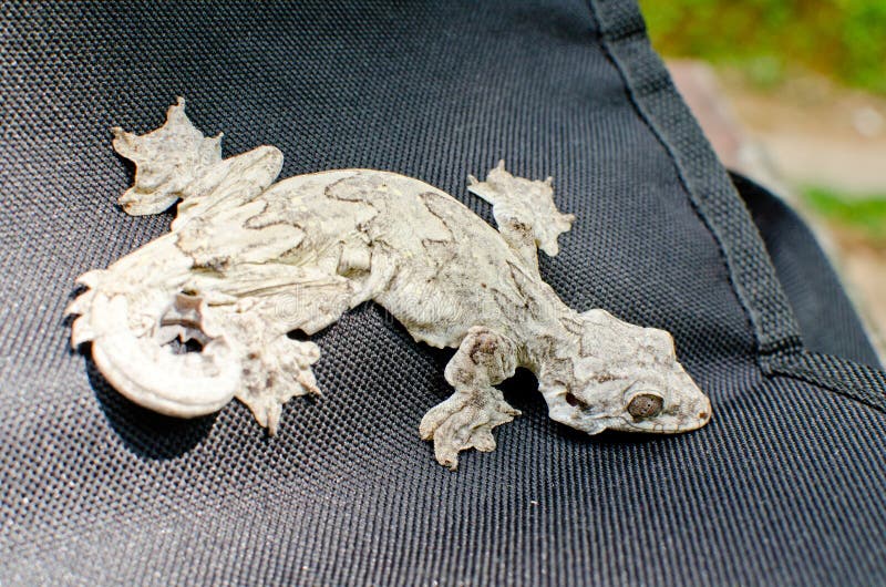 Reptile is flying gecko stock image. Image of iguana - 65019995