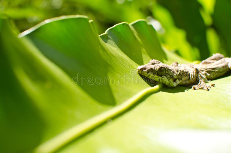 Reptile is flying gecko stock image. Image of tree, iguana - 65020011