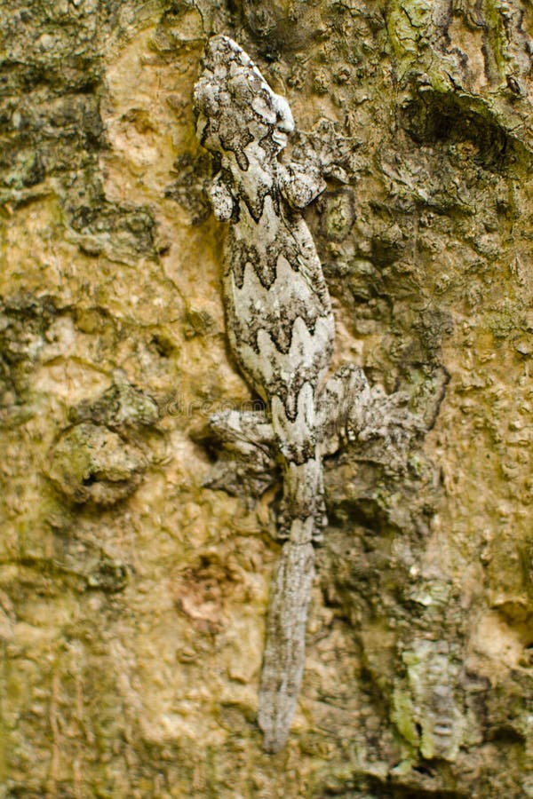 Reptile is flying gecko stock photo. Image of blooded - 65020044