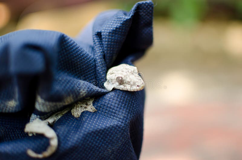 Reptile is flying gecko stock image. Image of lizard - 65020767