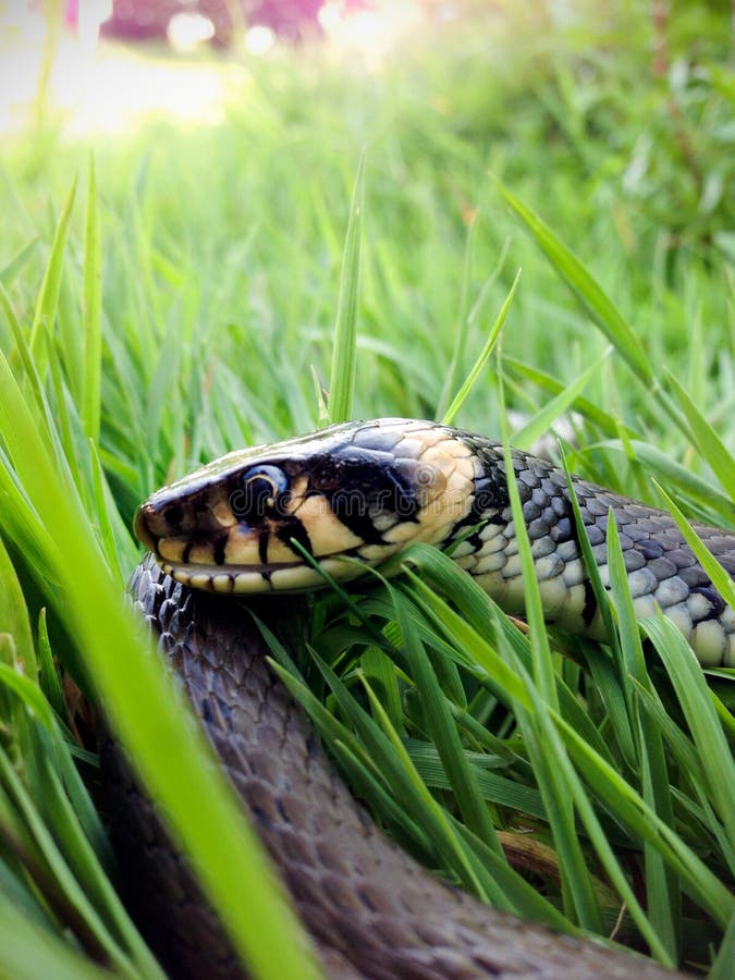 Reptile Grass Snake Head Close Up Stock Image - Image of predator ...