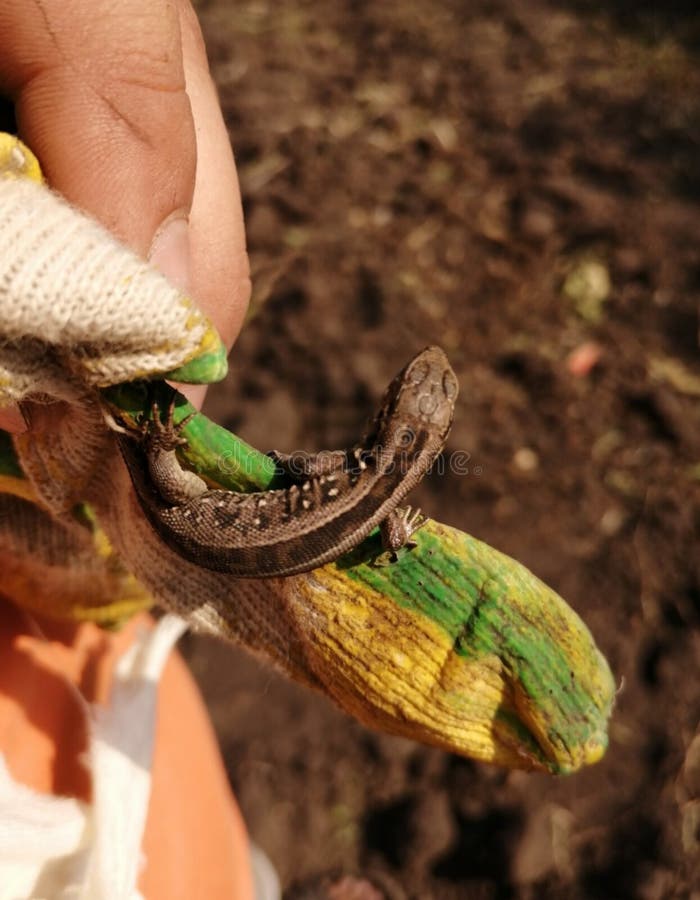 Reptile in hands stock photo. Image of small, shows - 157650028