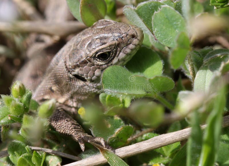 Reptile, Lacertidae, Lacerta, Lizard Stock Image - Image of iguana ...
