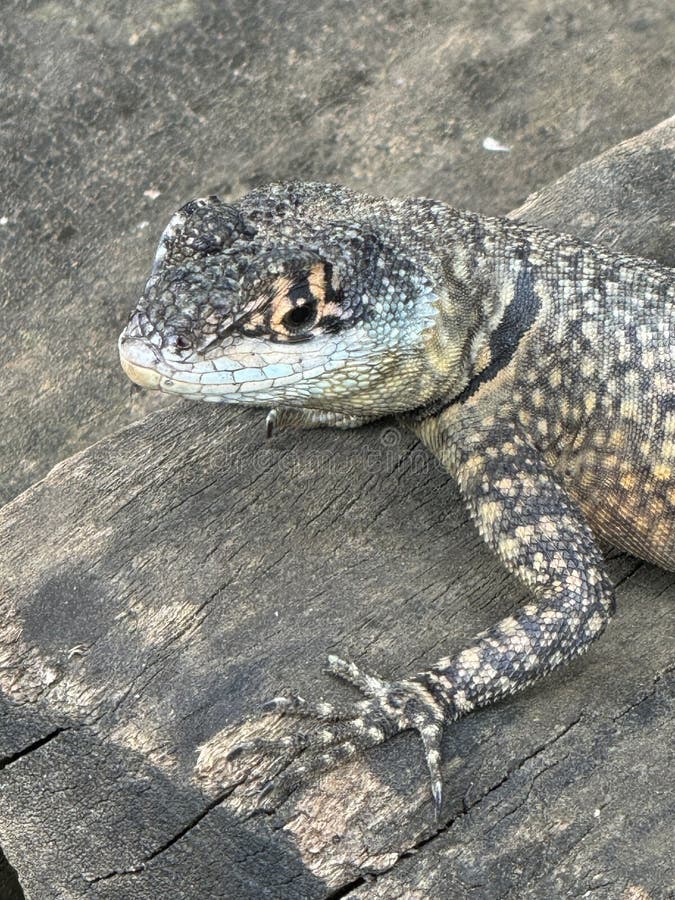 Reptile Lizard in Brazilian Territory Stock Photo - Image of wildlife ...