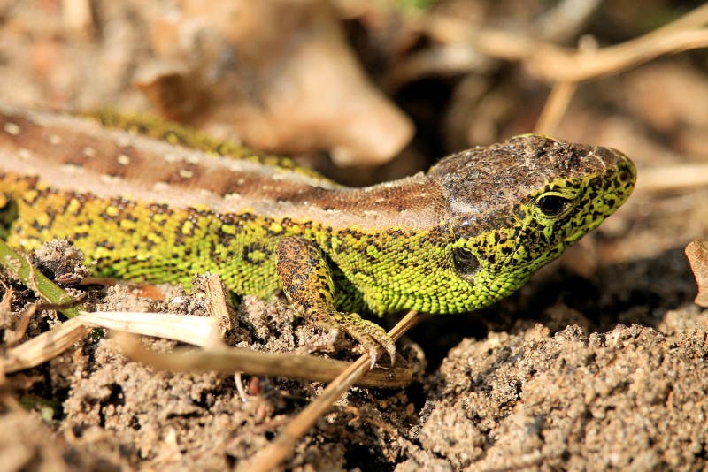 Reptile, Lizard, Lacertidae, Scaled Reptile Picture. Image: 115316525