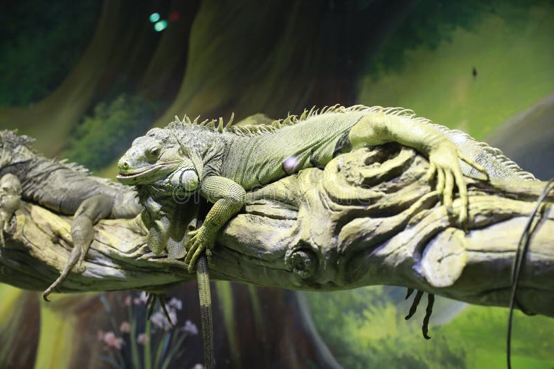 Reptile lizard stock photo. Image of iguanas, masters - 270441384