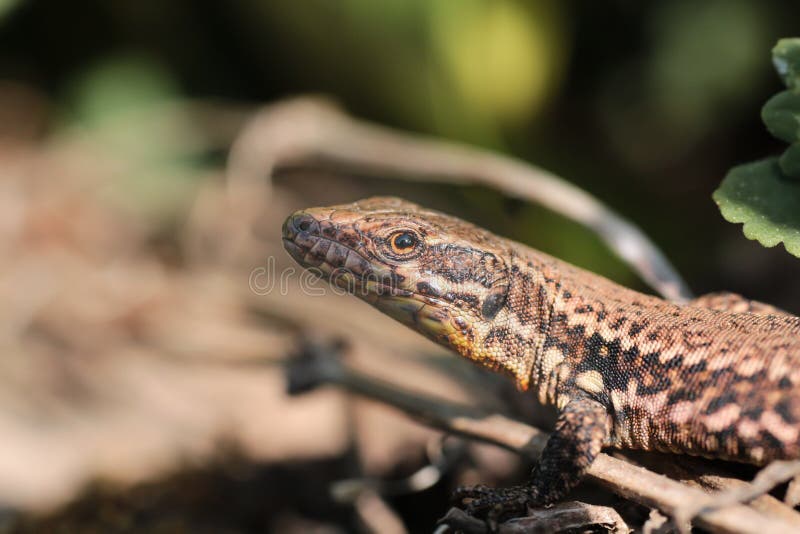 Reptile, Lizard, Scaled Reptile, Fauna Picture. Image: 118325617