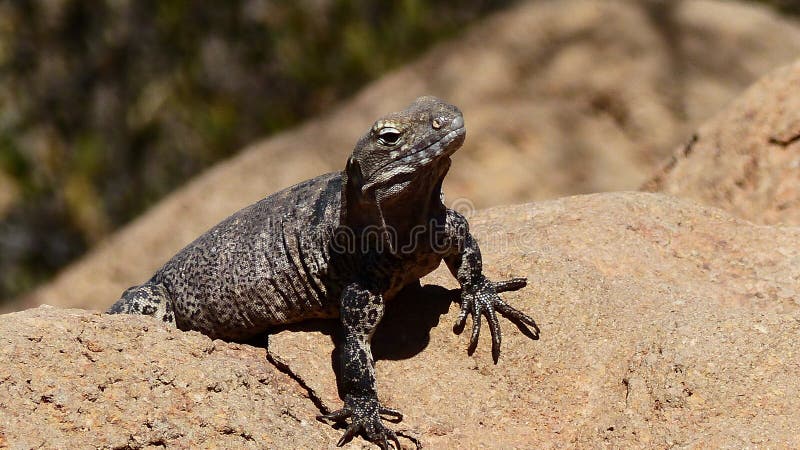 Reptile, Lizard, Scaled Reptile, Terrestrial Animal Stock Image - Image ...