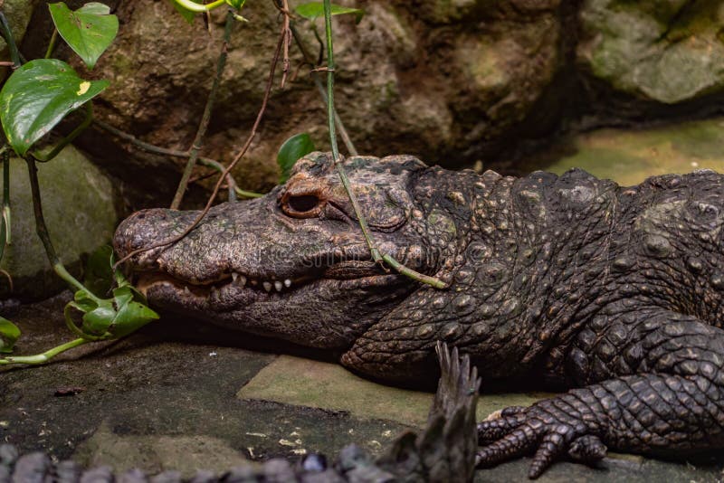 Reptile Resting in Its Abit Stock Image - Image of crocodile, close ...
