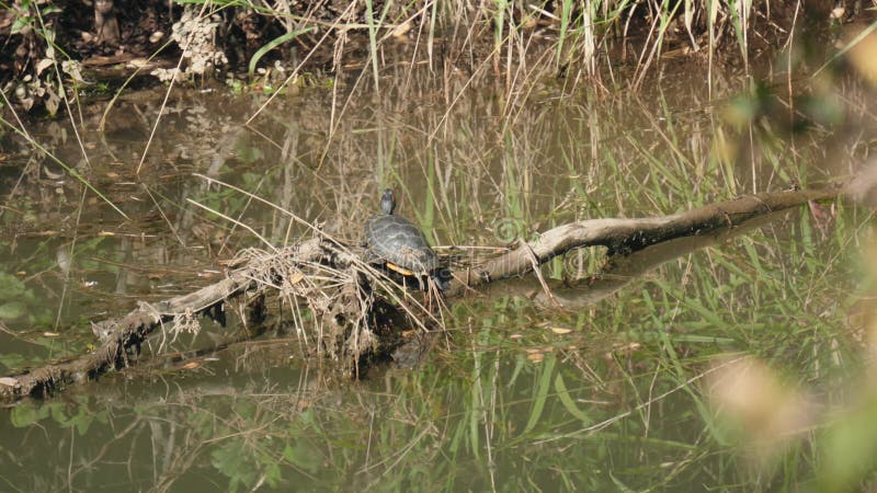 Turtle on a Log in the American River in California Stock Video - Video ...