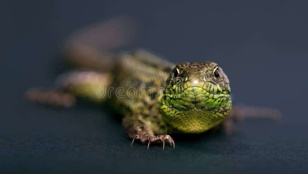 Reptile stock photo. Image of green, dark, pets, animal - 34705004