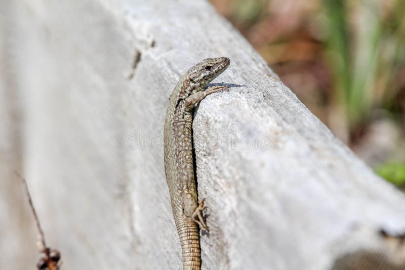 Reptile, Scaled Reptile, Fauna, Lizard Picture. Image: 113660006